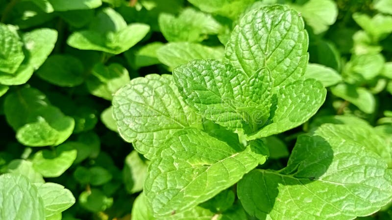 Podina Pudina Stock Photos - Free & Royalty-Free Stock Photos from ...