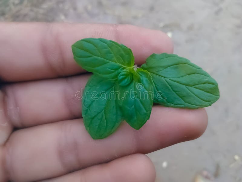 Field Podina Pudina Plant Stock Photos - Free & Royalty-Free Stock ...