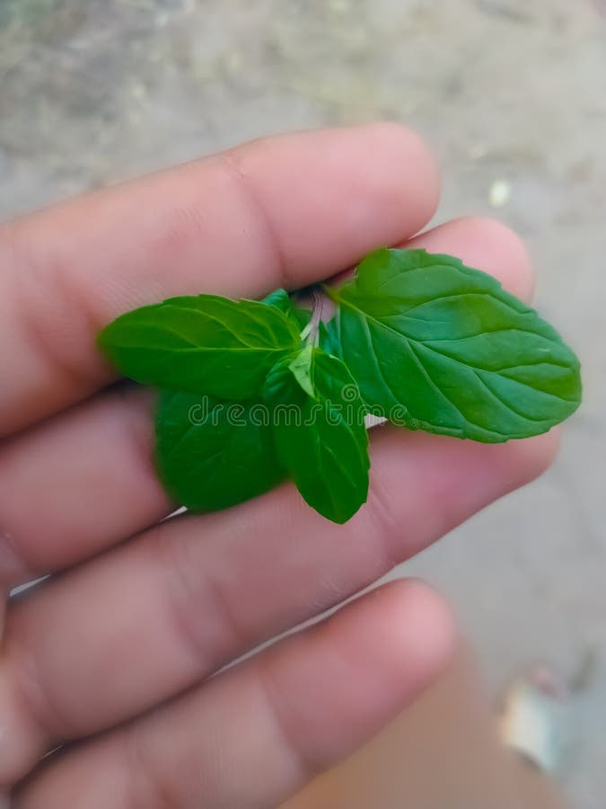 Field Podina Pudina Plant Stock Photos - Free & Royalty-Free Stock ...