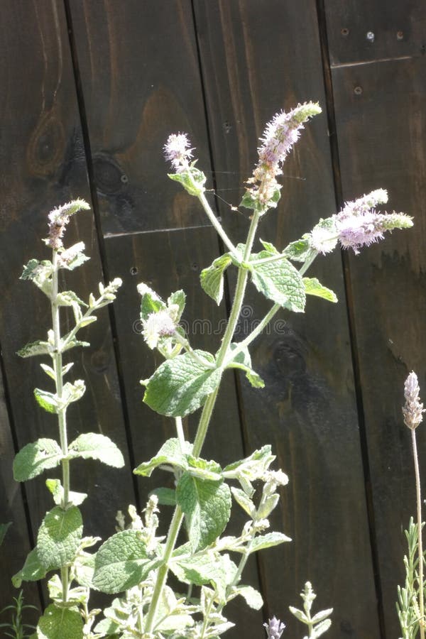 Mint Plant stock image. Image of latin, produce, blossom - 359378253