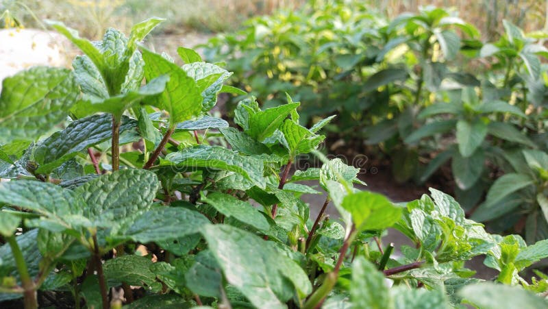 Mint plant green leaves stock photo. Image of herb, shrub - 215704568