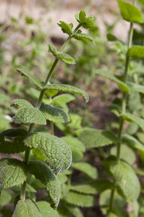 Mint plant stock image. Image of nature, mint, vegetable - 121944569