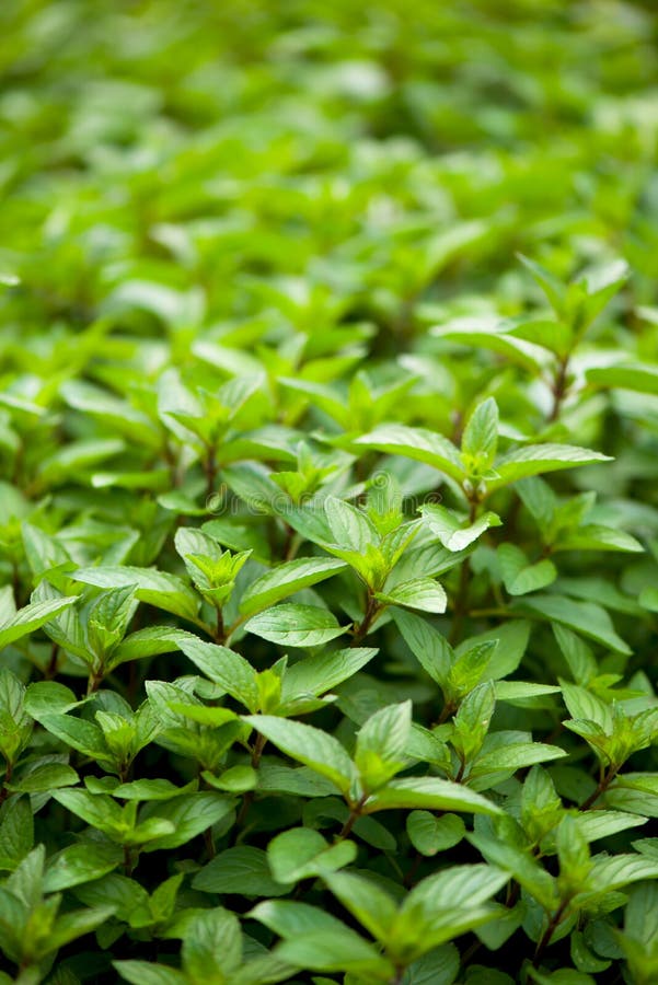 Mint Plant Grow at the Vegetable Garden Stock Image - Image of grow ...