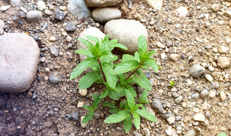 Mint Plant Grow at Vegetable Garden. Fresh Peppermint in a Garden Stock ...