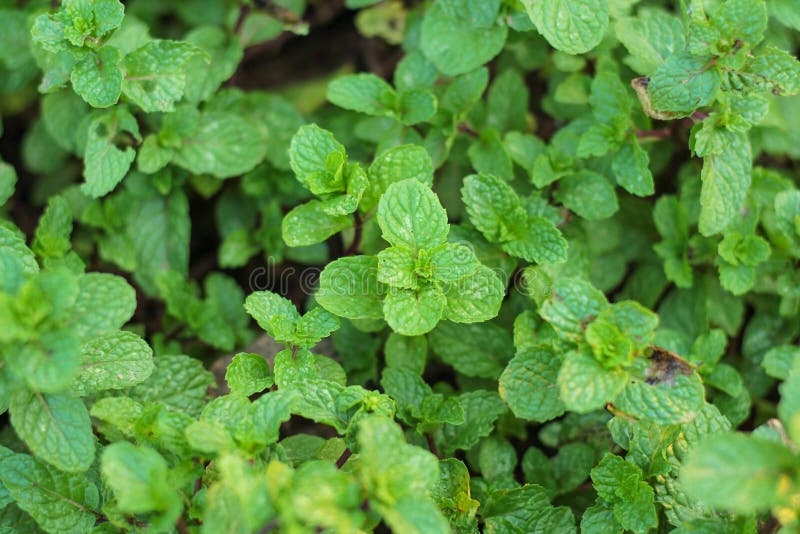 Mint Plant Grow in Vegetable Garden Stock Image - Image of herb, plants ...