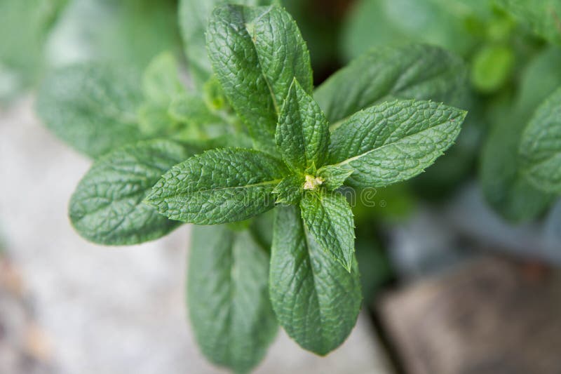 Mint plant growing stock photo. Image of officinalis - 325670290