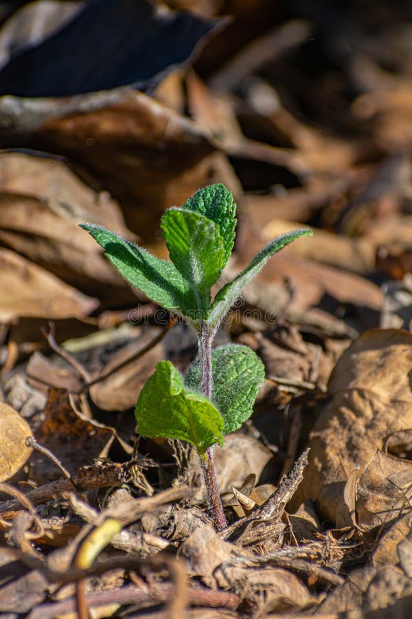 A Mint Plant Growing Naturally in the Ground Stock Photo - Image of ...