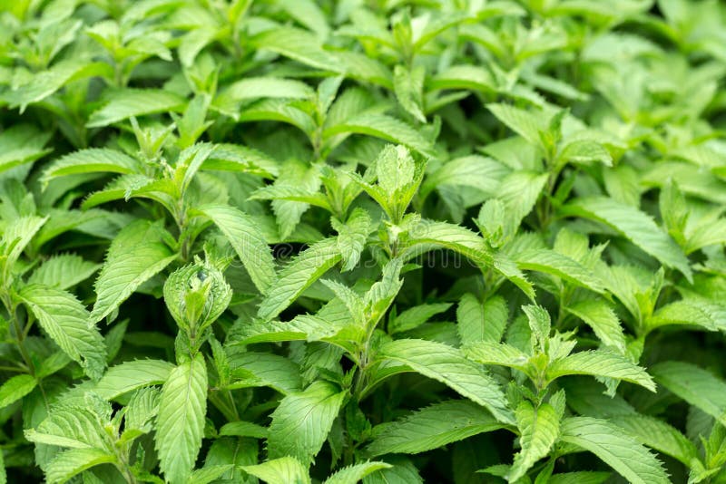 Mint Plant Grown at Vegetable Garden. Stock Image - Image of organic ...