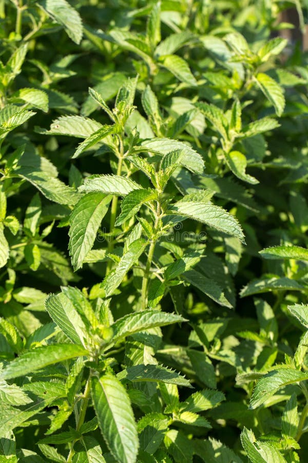 Mint Plant Grown at Vegetable Garden. Stock Image - Image of herbal ...