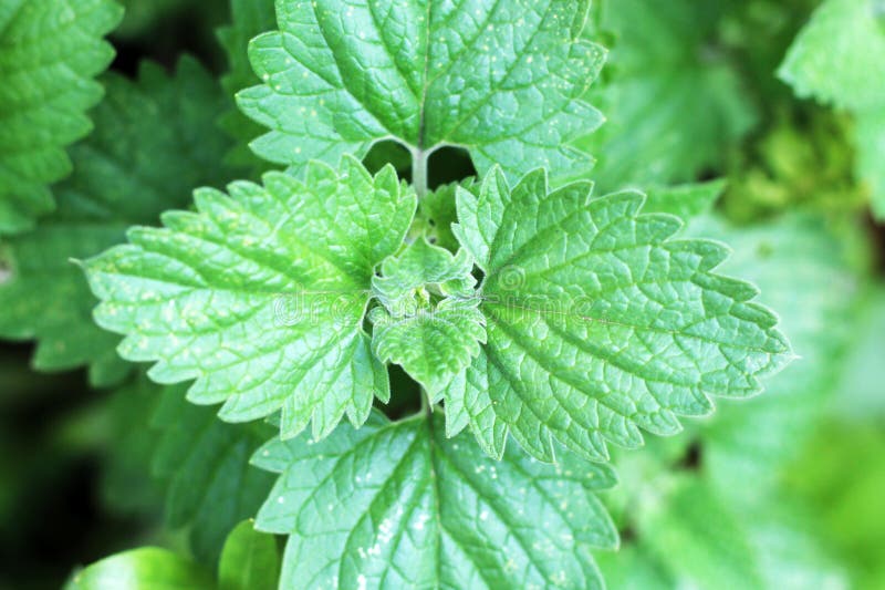 Mint Plant Grown at Vegetable Garden Stock Photo - Image of cultivation ...