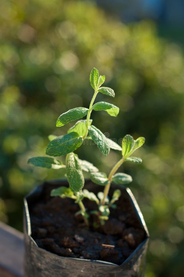 Mint plant stock image. Image of healthy, botany, closeup - 43286925