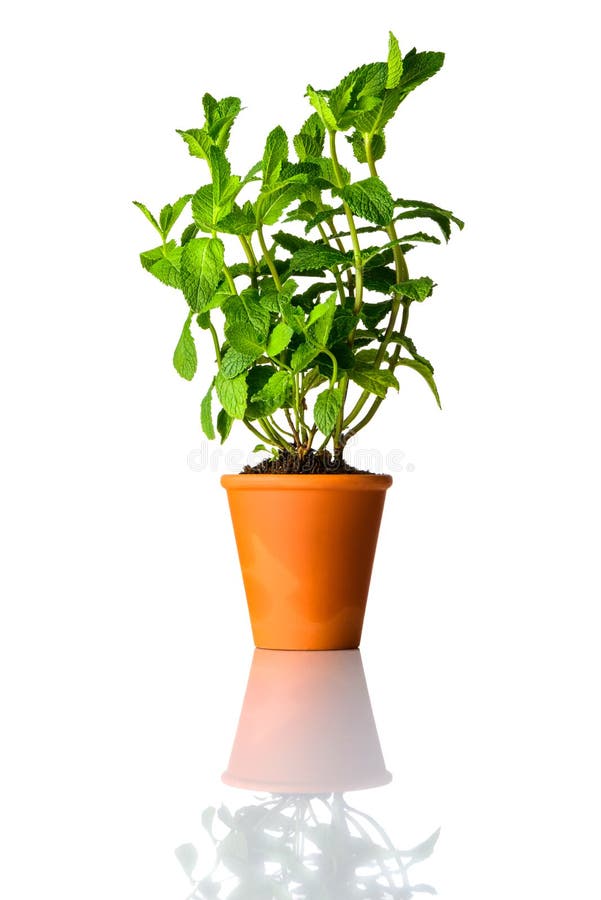 Mint Plant in Pot Isolated on White Background Stock Image - Image of ...