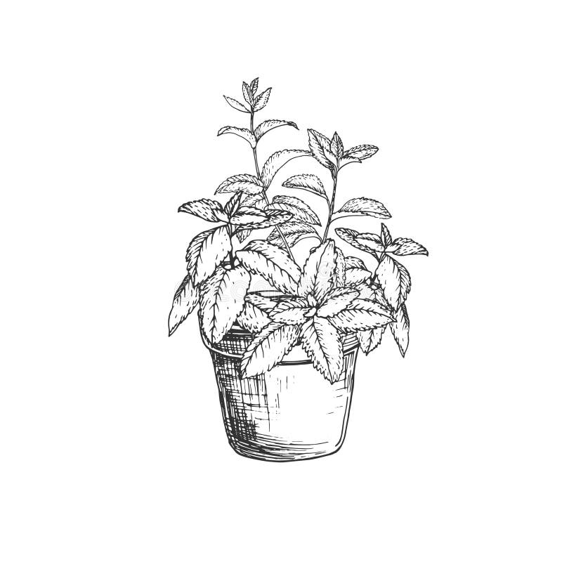 Mint Plant Botanical Illustration – Line Drawing of Peppermint Leaves ...
