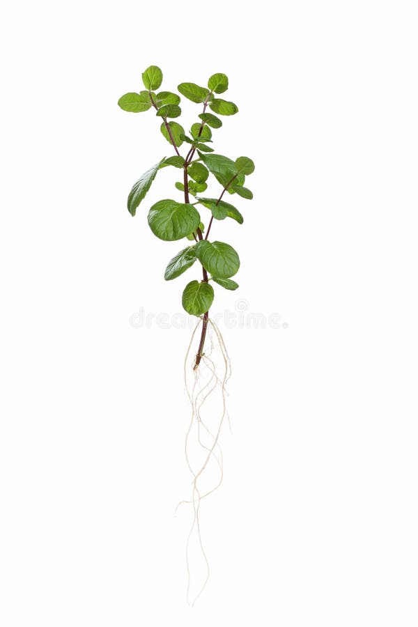 Mint Plant in Soil with Root Isolated on White Stock Photo - Image of ...