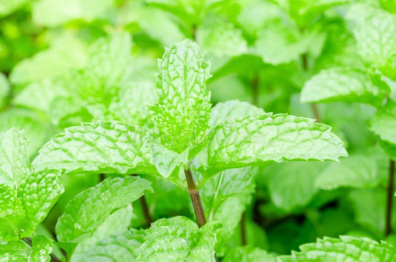 Mint Plant - Tea and herb. stock photo. Image of food - 66762532