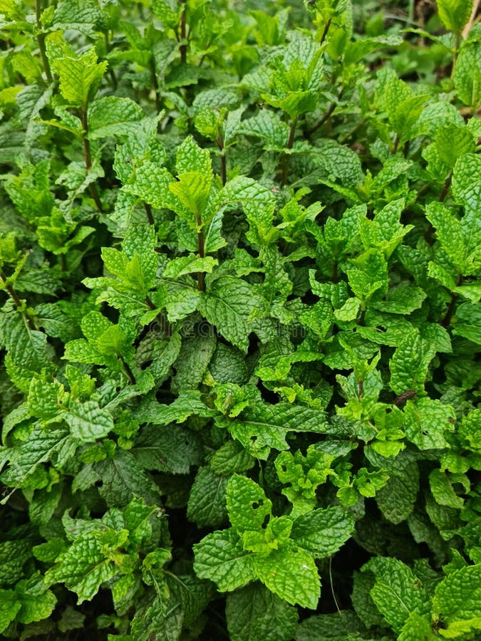 The Mint Plants Growing in a Farm in Nepal. Stock Image - Image of ...