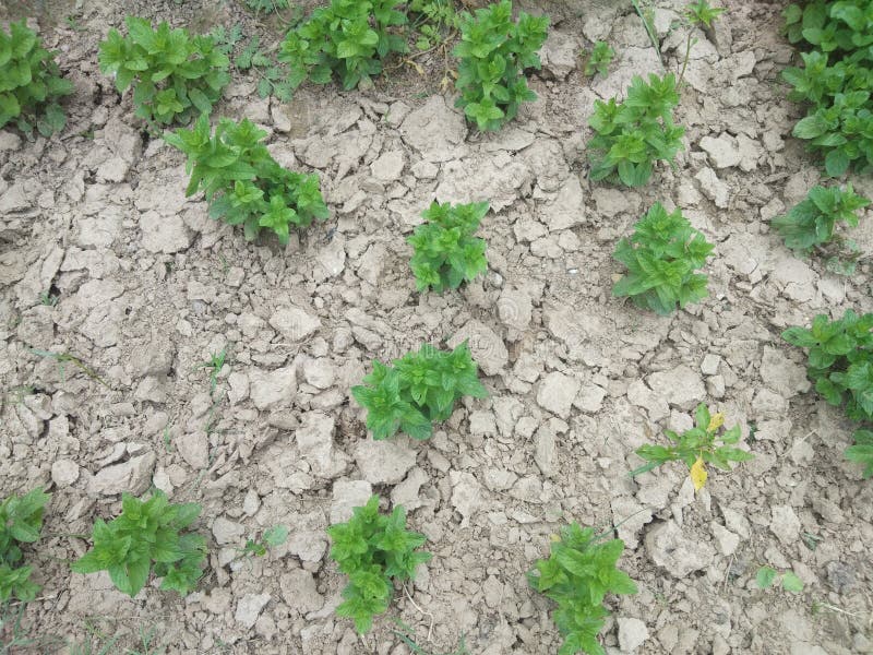 Mint Plants in Spring Season Stock Photo - Image of plants, spring ...