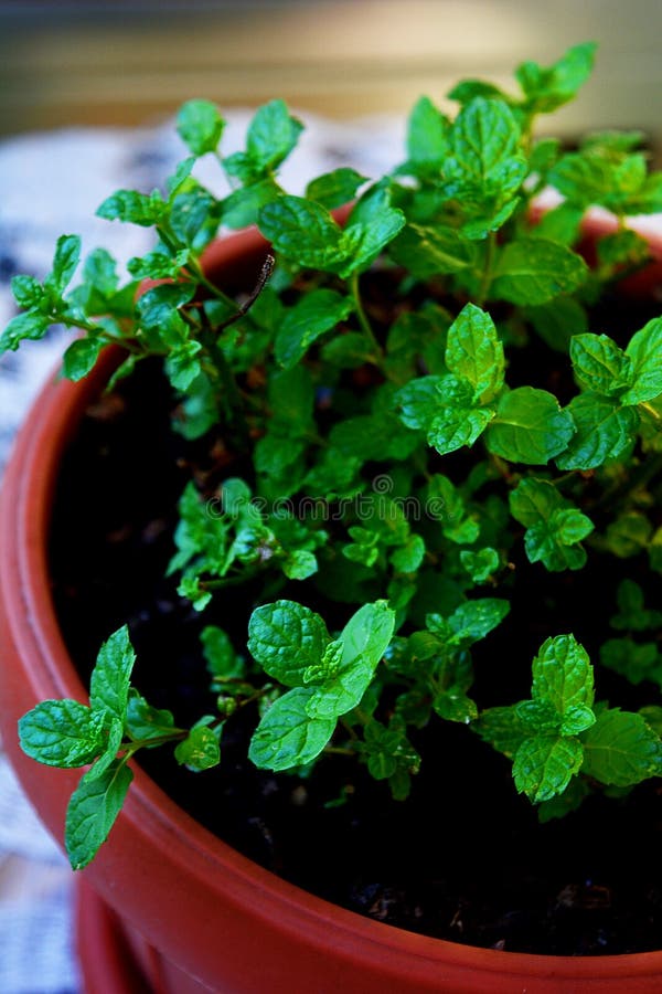 Mint in a pot stock image. Image of flavored, balcony - 74758453