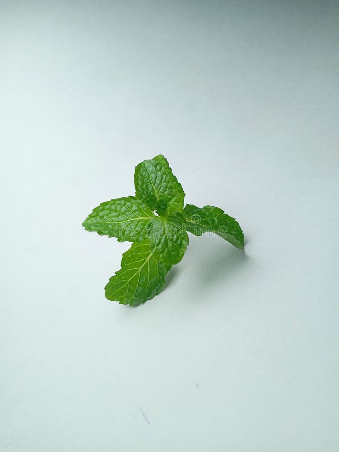 Mint, Pudina Leaves on White Background Stock Image - Image of mint ...
