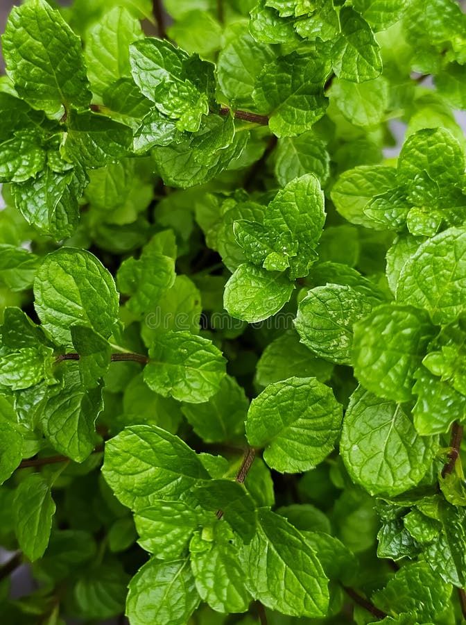 Mint Puthina Plant Vegetable Leaf Stock Photo - Image of plant, puthina ...