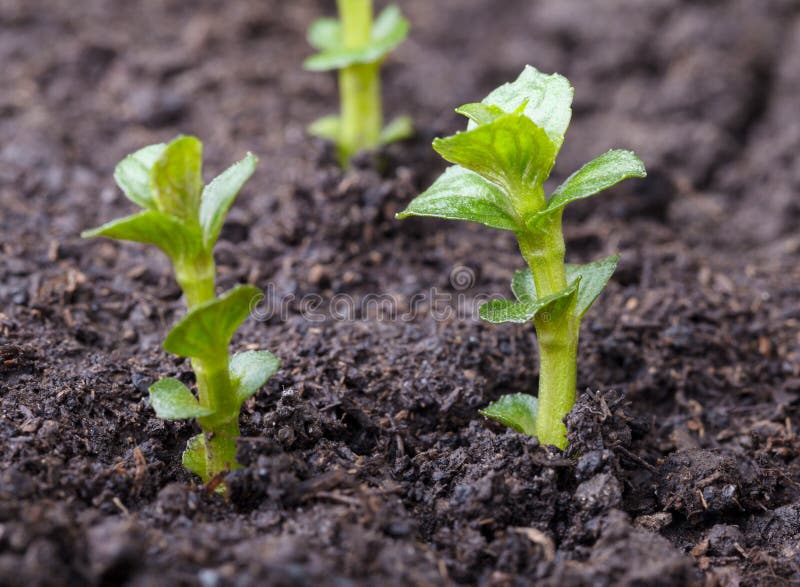 Mint seedlings stock image. Image of mint, farm, farmland - 57107705