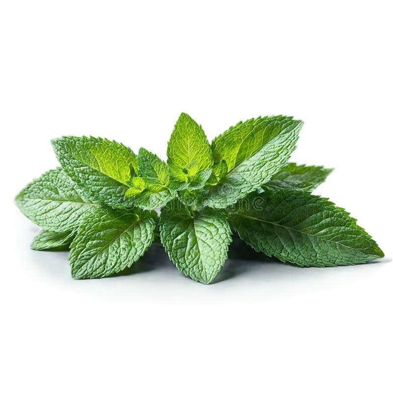Mint with Small Leaves and Stems in Scattered Dynamic Composition Food ...