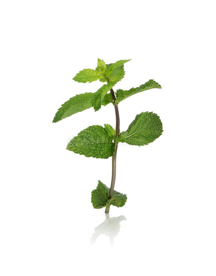 Mint sprig stock photo. Image of menthol, cookery, garden - 25161638