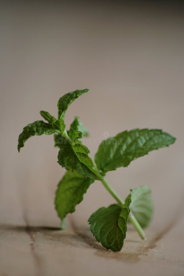 Mint Sprig stock photo. Image of gardening, wood, herbs - 75532782