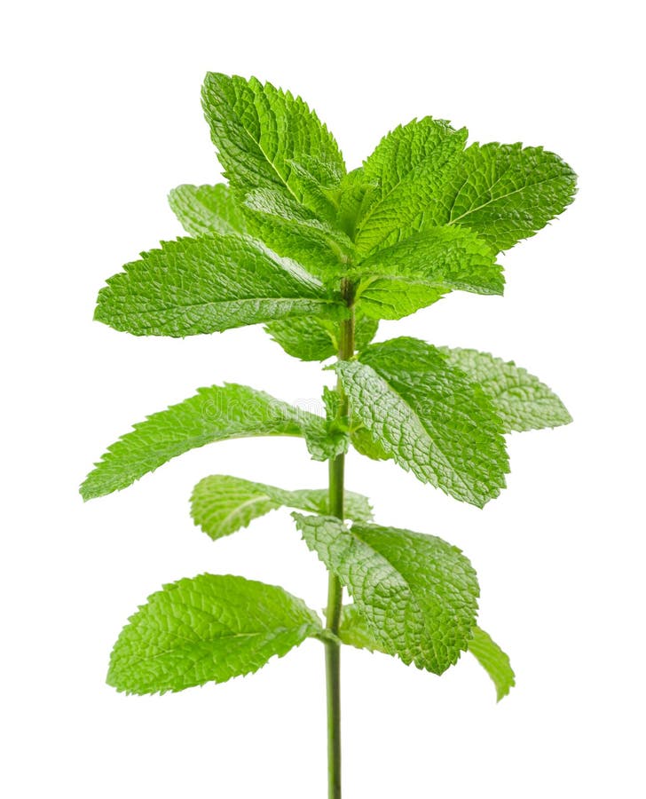 Mint sprig stock photo. Image of menthol, cookery, garden - 25161638