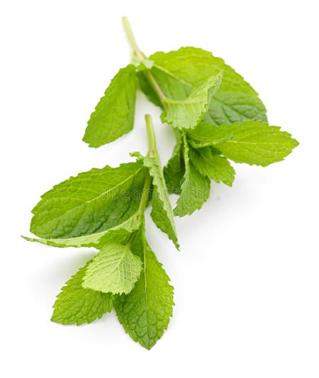 Mint sprigs stock photo. Image of organic, leaf, closeup - 14703938