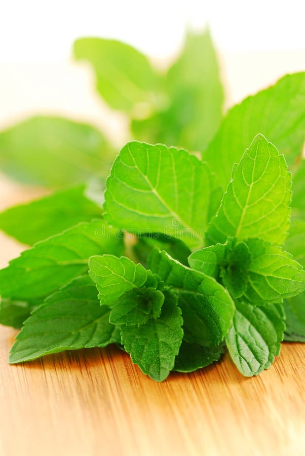Mint sprigs stock photo. Image of organic, leaf, closeup - 14703938