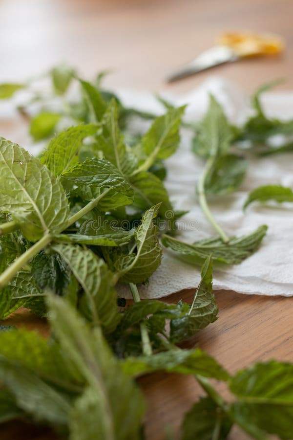 Mint Sprigs on a Wooden Table. Aromatic Mint on a Wooden Background ...