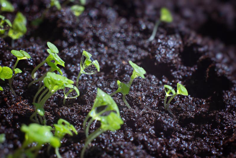 277 Peppermint Sprouts Stock Photos - Free & Royalty-Free Stock Photos ...