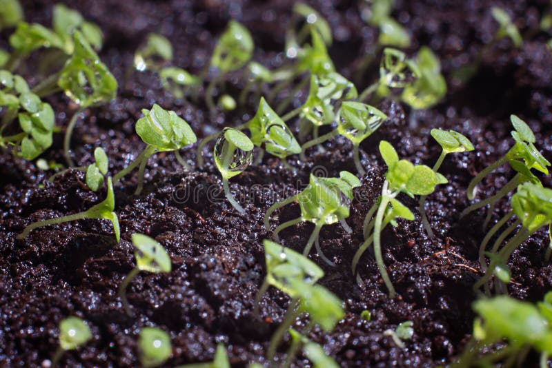 Mint Sprouts with Drops of Water. Stock Image - Image of background ...