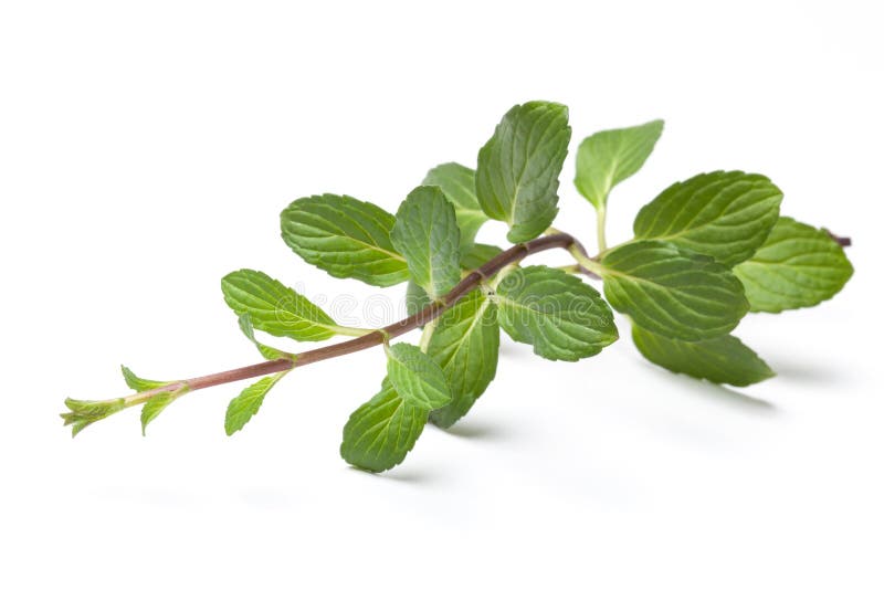 Mint Stalk stock photo. Image of agriculture, ripe, grow - 37870616