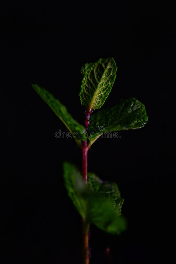 Mint stalk with bugs stock photo. Image of pest, stalk - 5347478