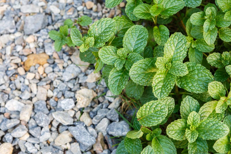 Mint on stone ground stock photo. Image of plant, ingredient - 51668708