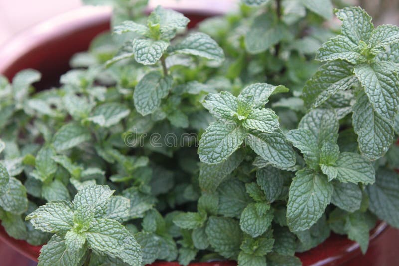 Mint sweet 9404 stock photo. Image of detail, closeup - 182291994