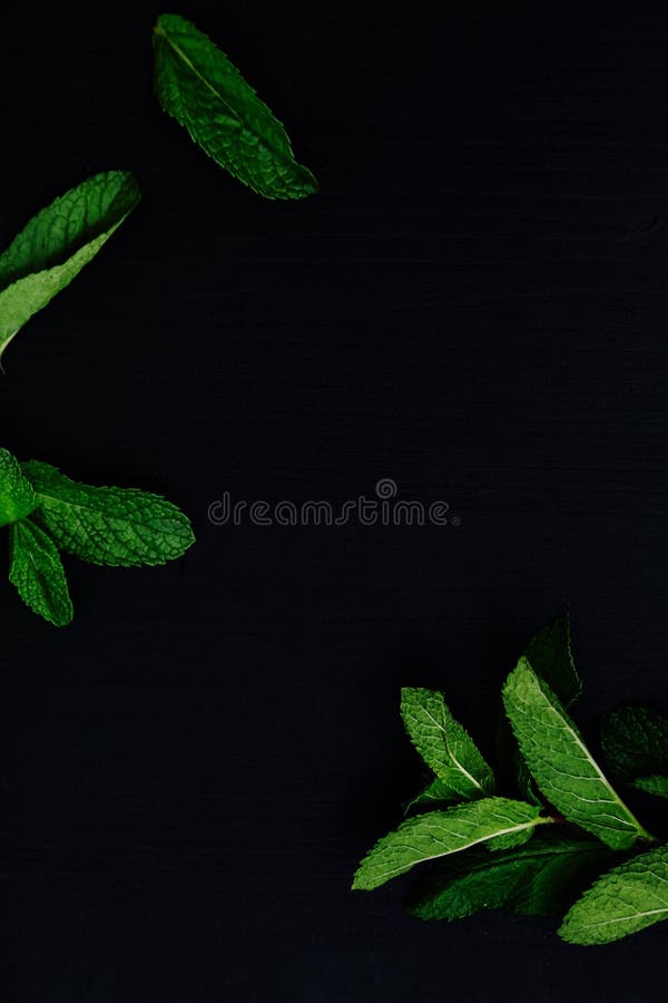 Mint on the table stock photo. Image of peppermint, green - 47252480