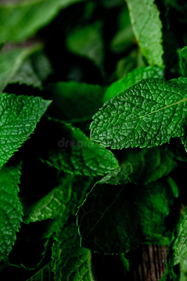Mint on the table stock photo. Image of herb, aroma, background - 47250166