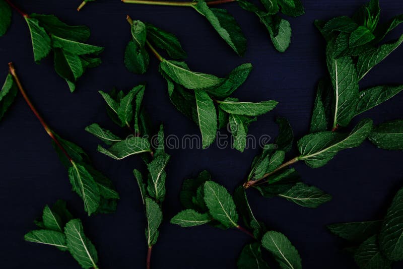 Mint on the table stock illustration. Illustration of food - 47253535