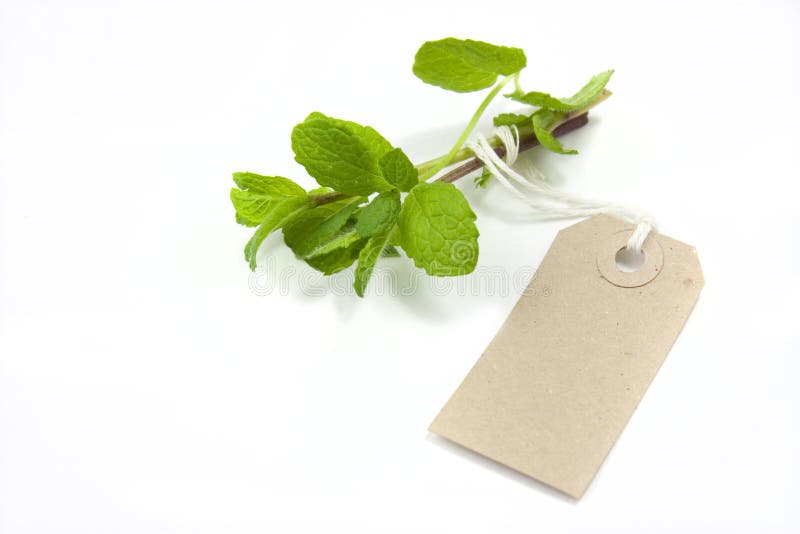 Mint and tag stock photo. Image of background, green - 14544150