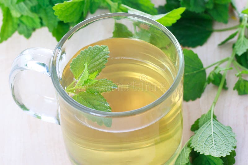 Mint tea stock photo. Image of beverage, drink, refreshment - 17121264