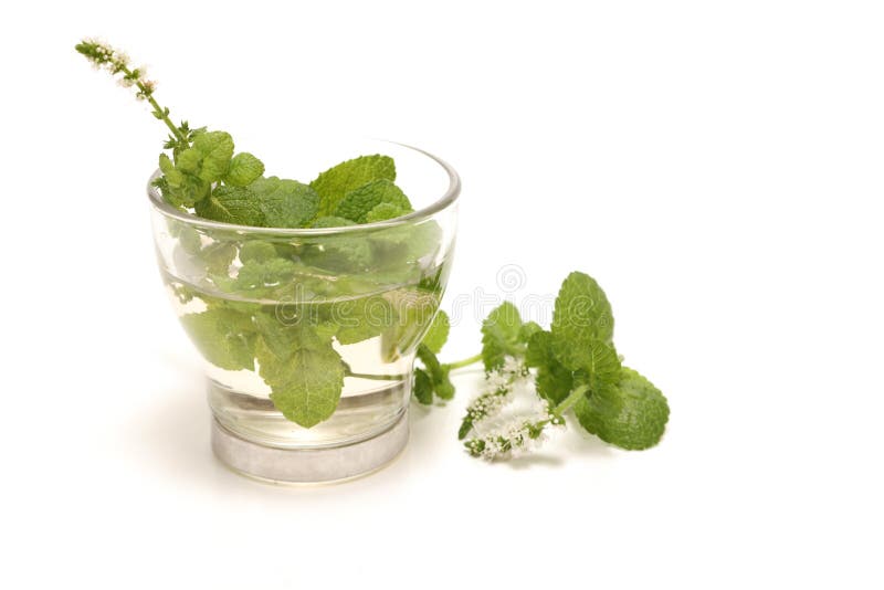 Mint Tea in a Cup Isolated on a White Background. Stock Photo - Image ...