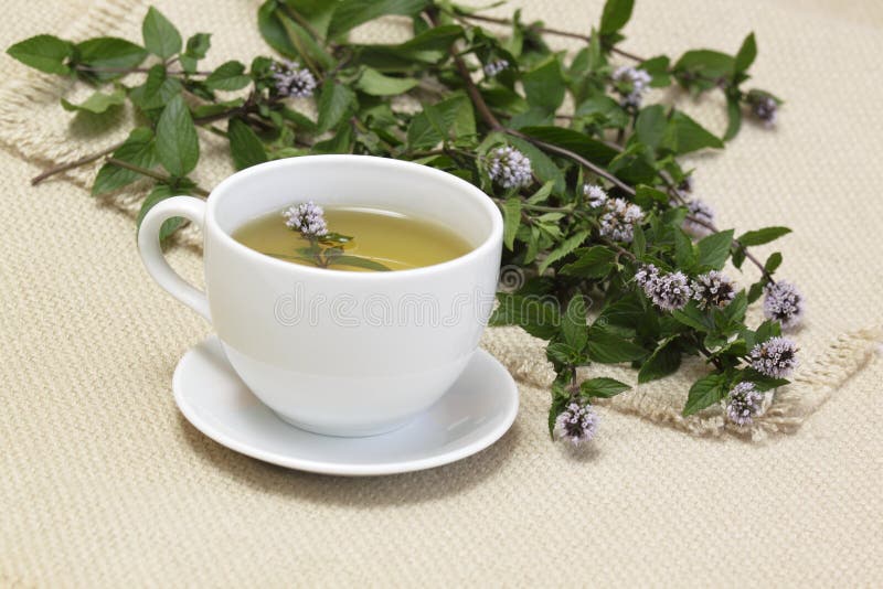 Mint tea /Mentha aquatica/ stock photo. Image of healthy - 21007176