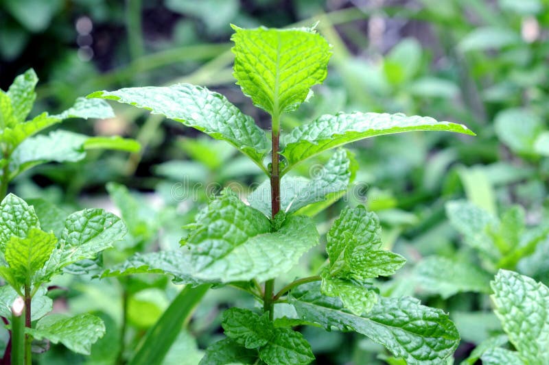 Mint tree stock image. Image of garden, healthy, nature - 27482403