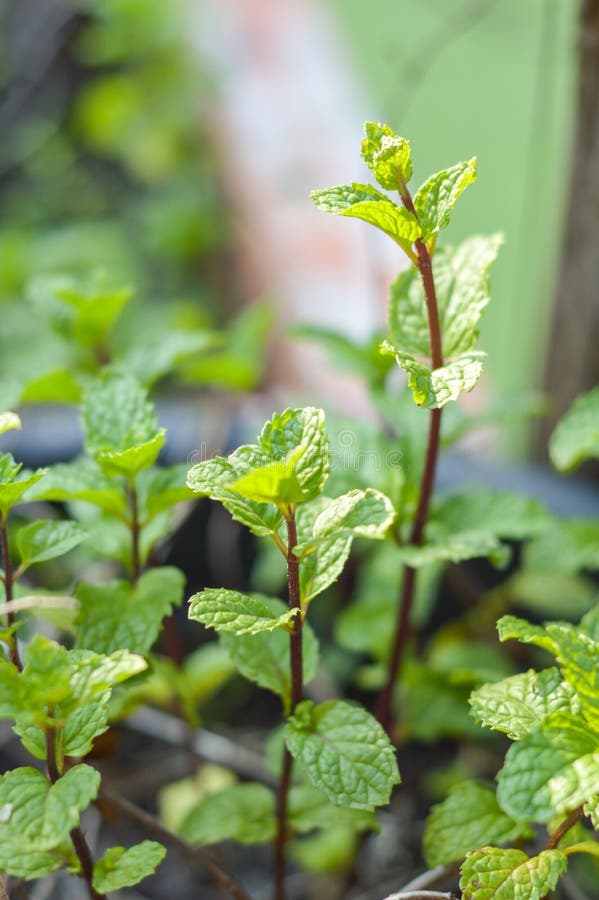 Mint tree stock image. Image of nature, green, agriculture - 63992457