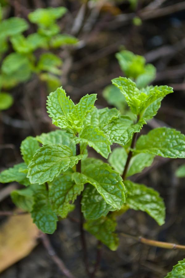 Mint tree stock image. Image of leaf, marsh, aroma, garden - 60669657