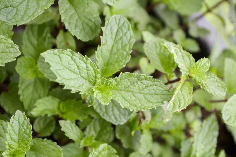 Mint tree stock image. Image of healthy, balm, herbal - 32391267