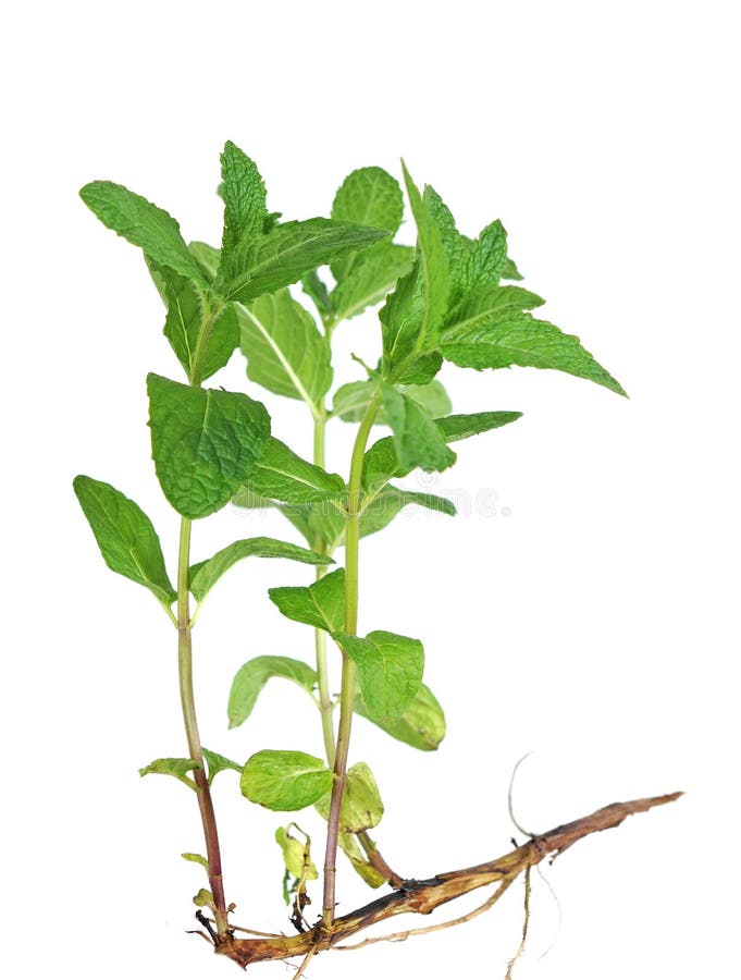 Mint tree stock image. Image of healthy, balm, herbal - 32391267